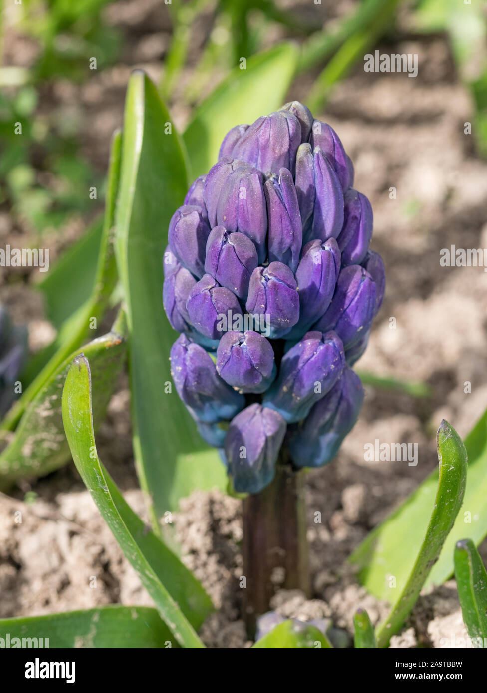 Blooming purple Hyacinthus, close up for background use, spring flowers ...
