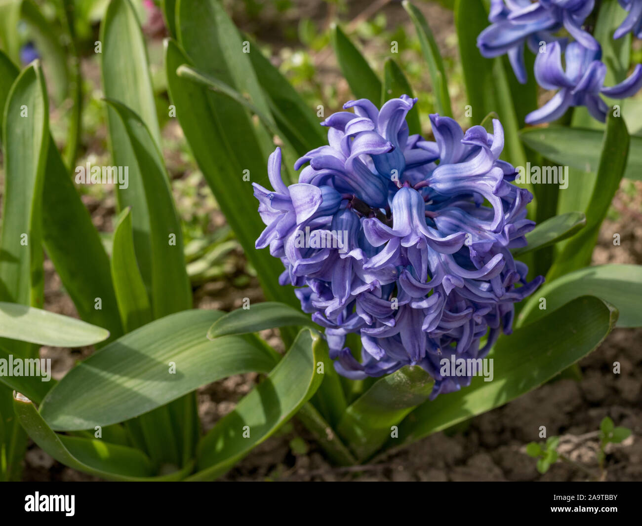 Closeup purple Hyacinthus. Spring flower background Stock Photo - Alamy