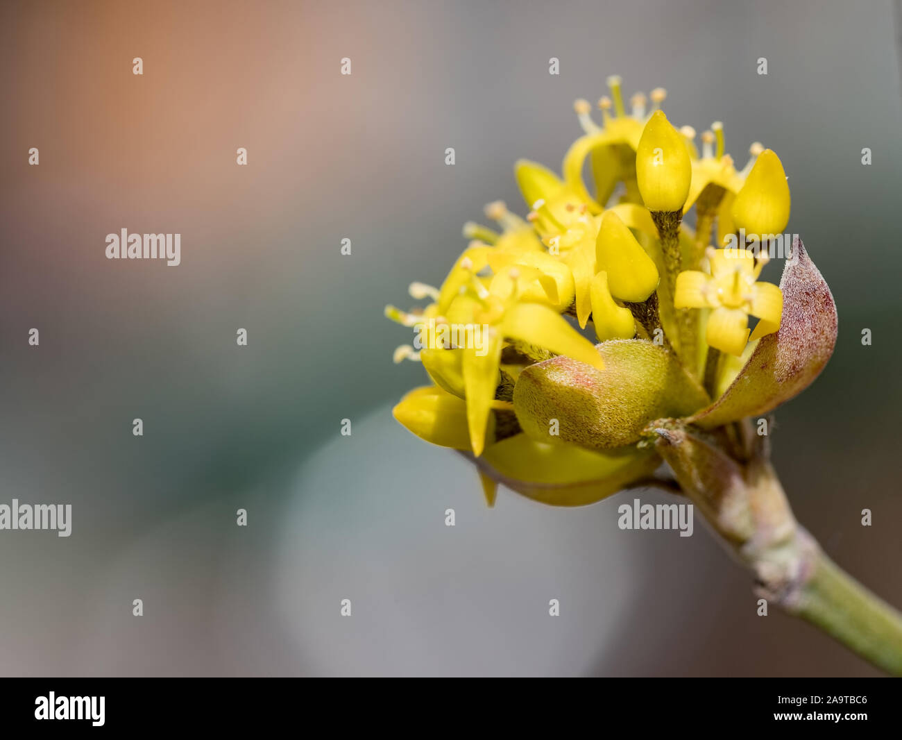 Blooming flowers of Cornelian cherry European cornel Cornelian (Cornus ...