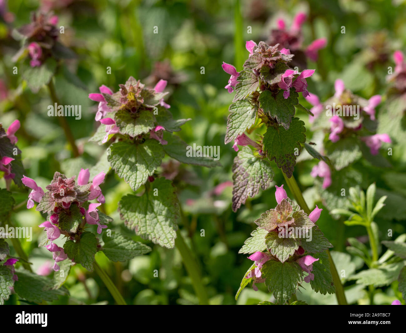 Red dead-nettle (Lamium purpureum) plant in flower. A plant with dark ...