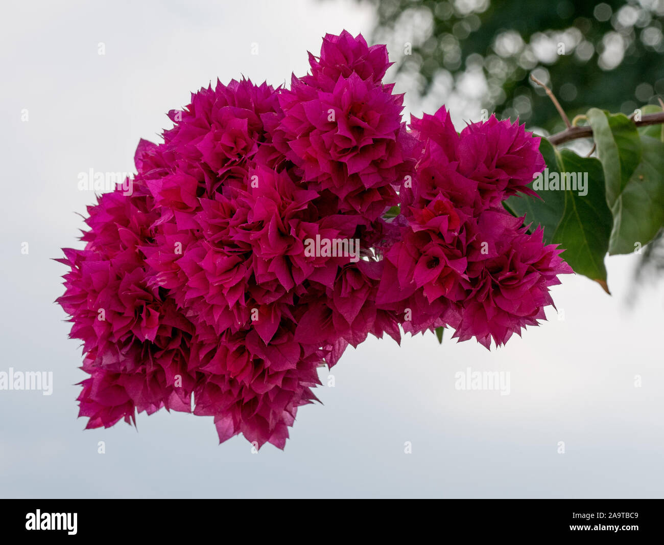 Bougainvillea flowers texture and background. Ping flowers of ...