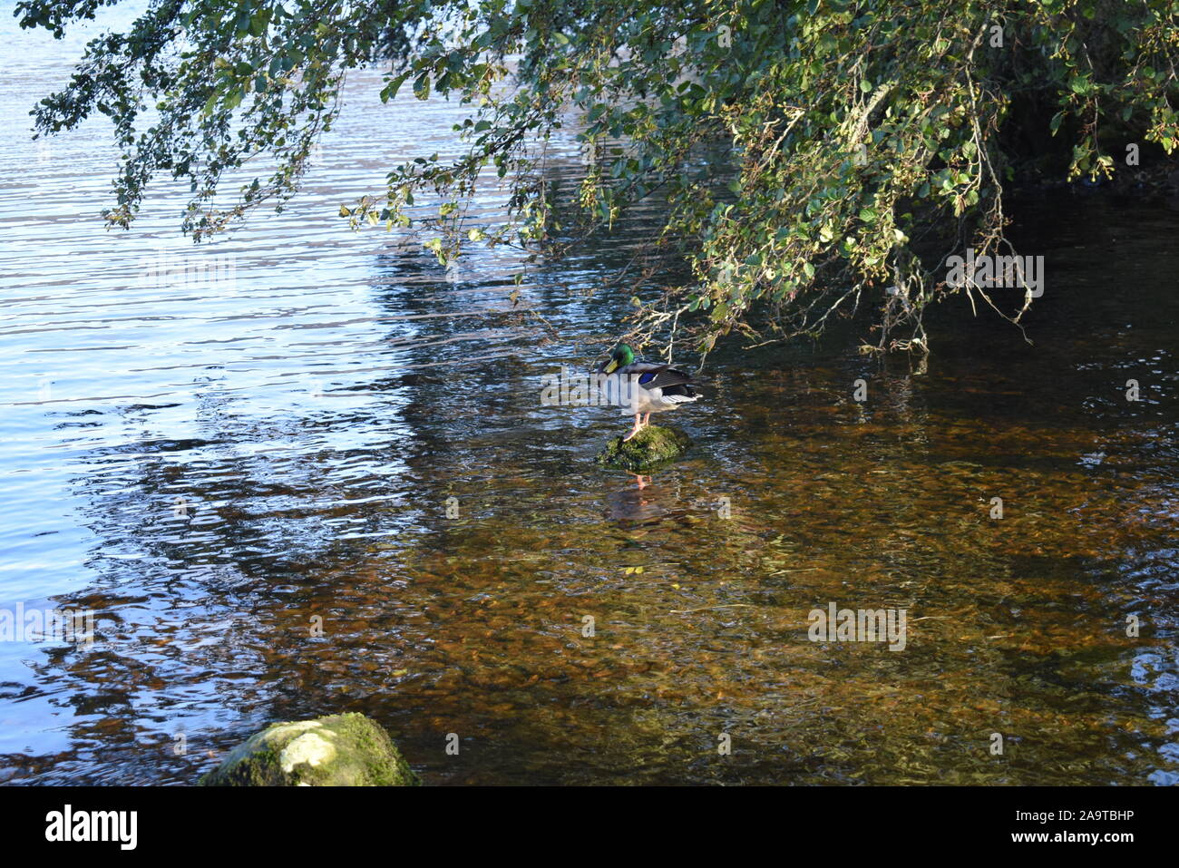 Loch ness monster at castle hi-res stock photography and images - Alamy