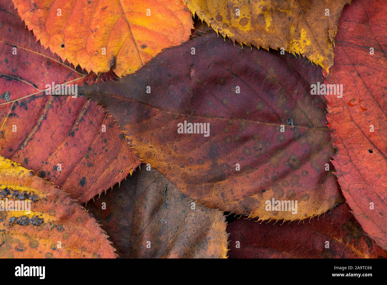 Mixed autumn leaves hi-res stock photography and images - Alamy