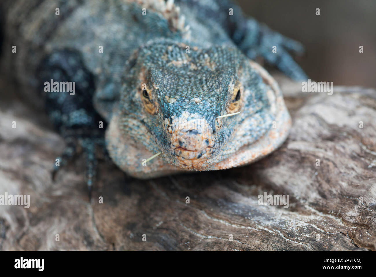 Black iguana ctenosaura similis hi-res stock photography and images - Alamy