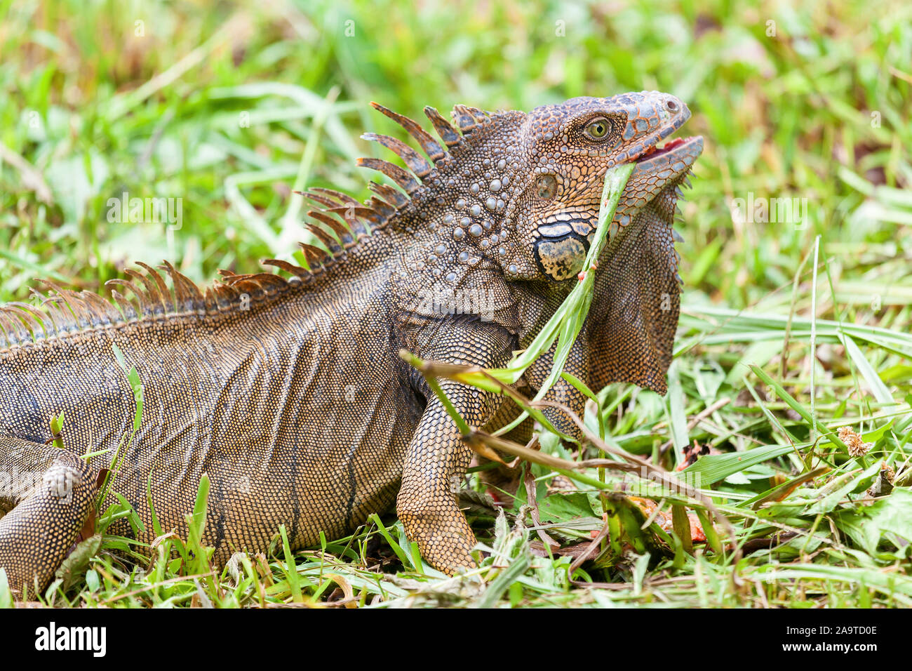 Green Iguana (Iguana iguana) in Kekoldi Indigenous reserve, Puerto ...