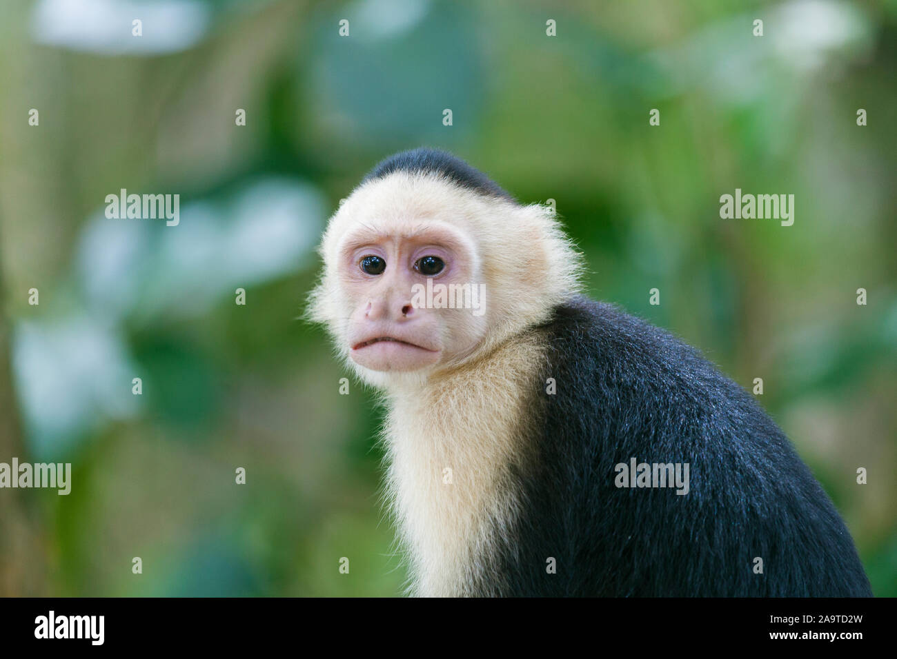White-faced Capuchin (Cebus capucinus) Manuel Antonio National Park ...