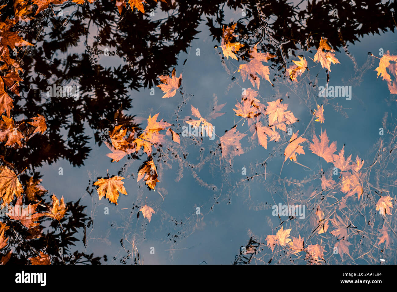 Leaf reflection lake puddle hi-res stock photography and images - Alamy
