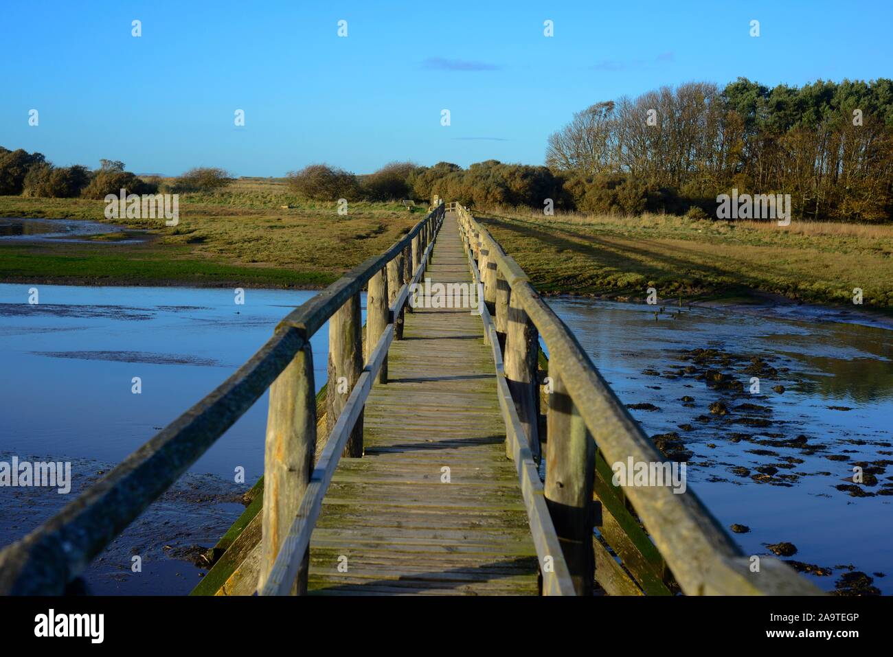 Lothian birding hi-res stock photography and images - Alamy