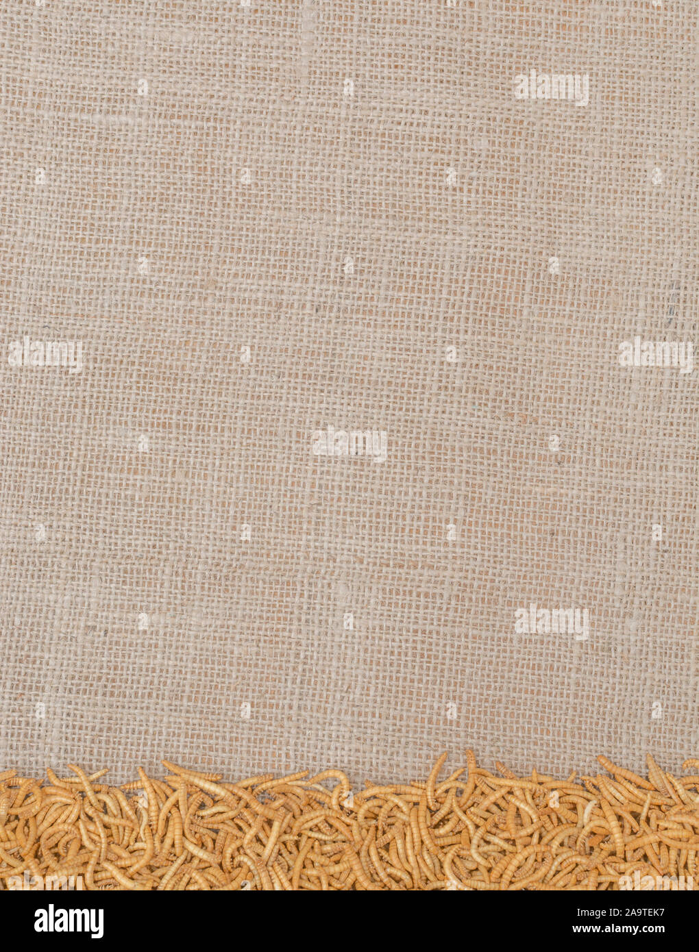 Dish of edible Mealworms / Tenebrio molitor - on hessian sack. For ...