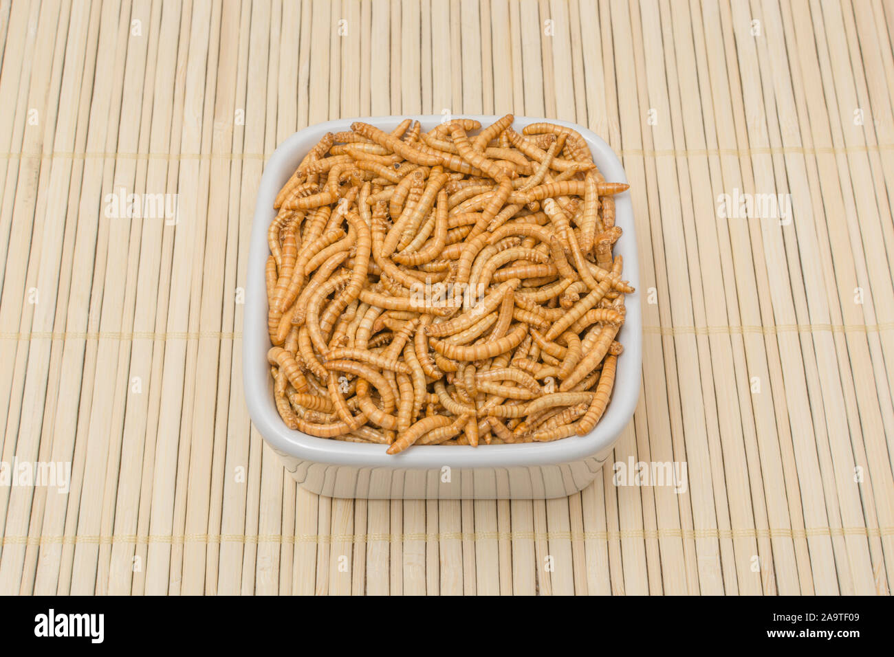 Insects on dried bamboo hi-res stock photography and images - Alamy