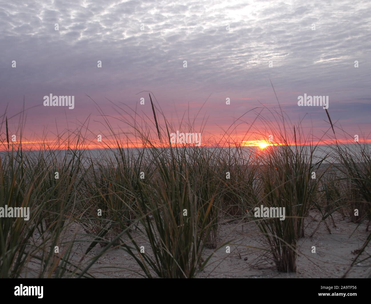 New dune grass on rebuilt dunes hi-res stock photography and images - Alamy