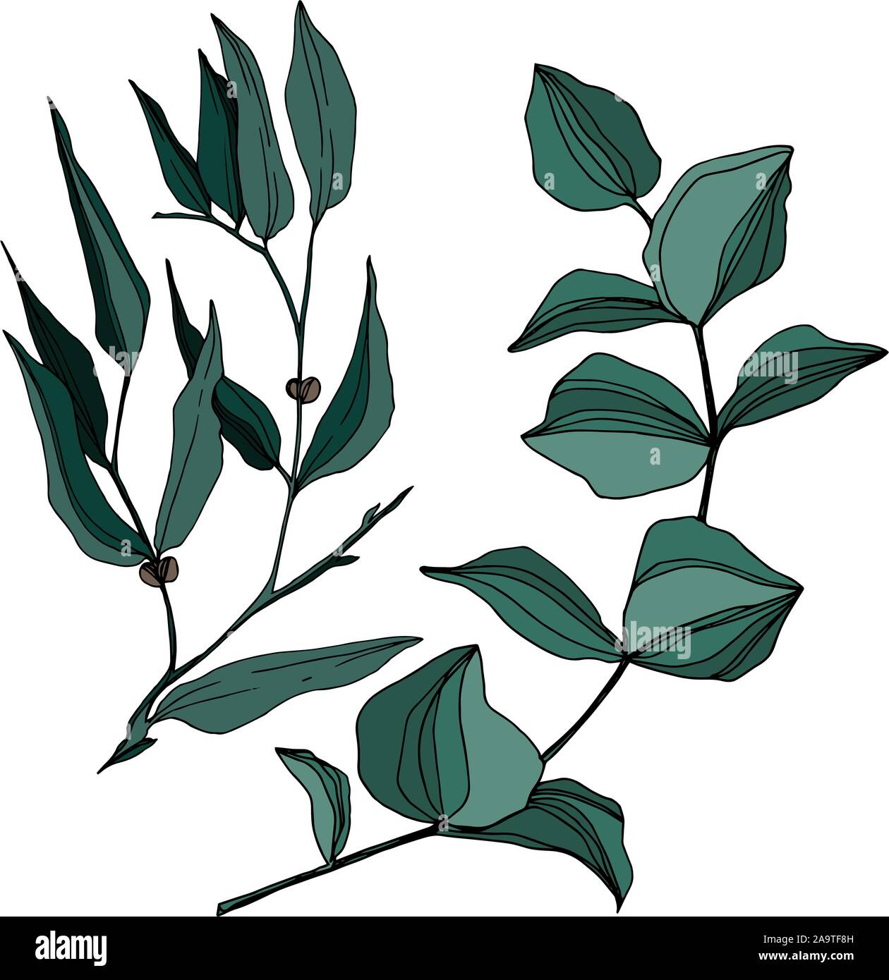 Vector Eucalyptus tree leaves. Black and white engraved ink art ...