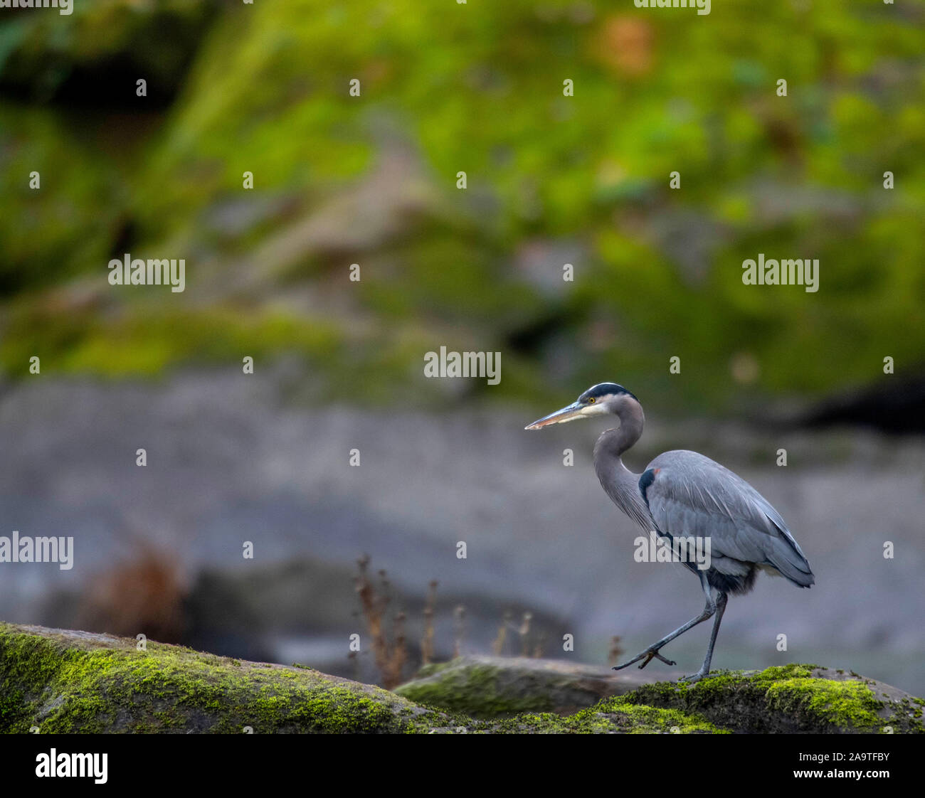 Elkton, OREGON, USA. 17th Nov, 2019. A great blue heron hunts on mossy ...