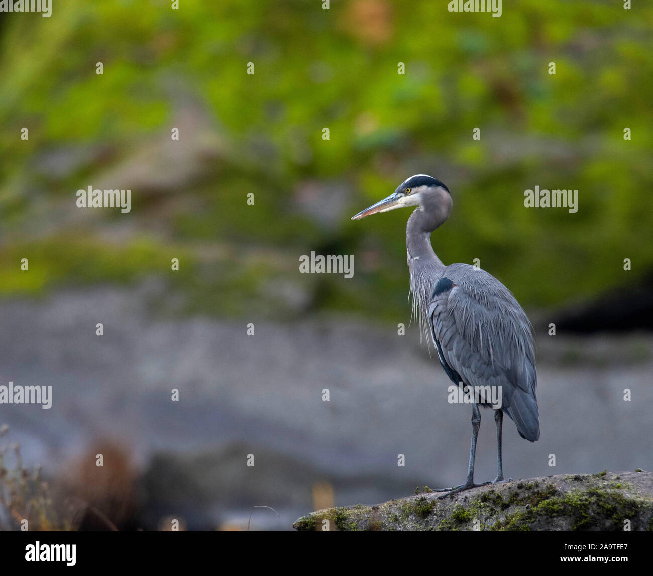 Elkton, OREGON, USA. 17th Nov, 2019. A great blue heron hunts on mossy ...