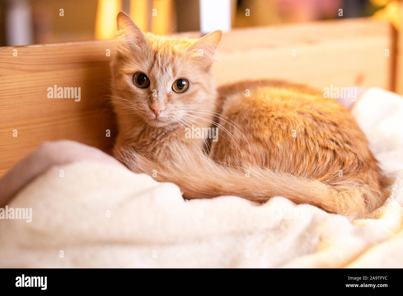 little nice ginger cat sleeping on couch Stock Photo - Alamy