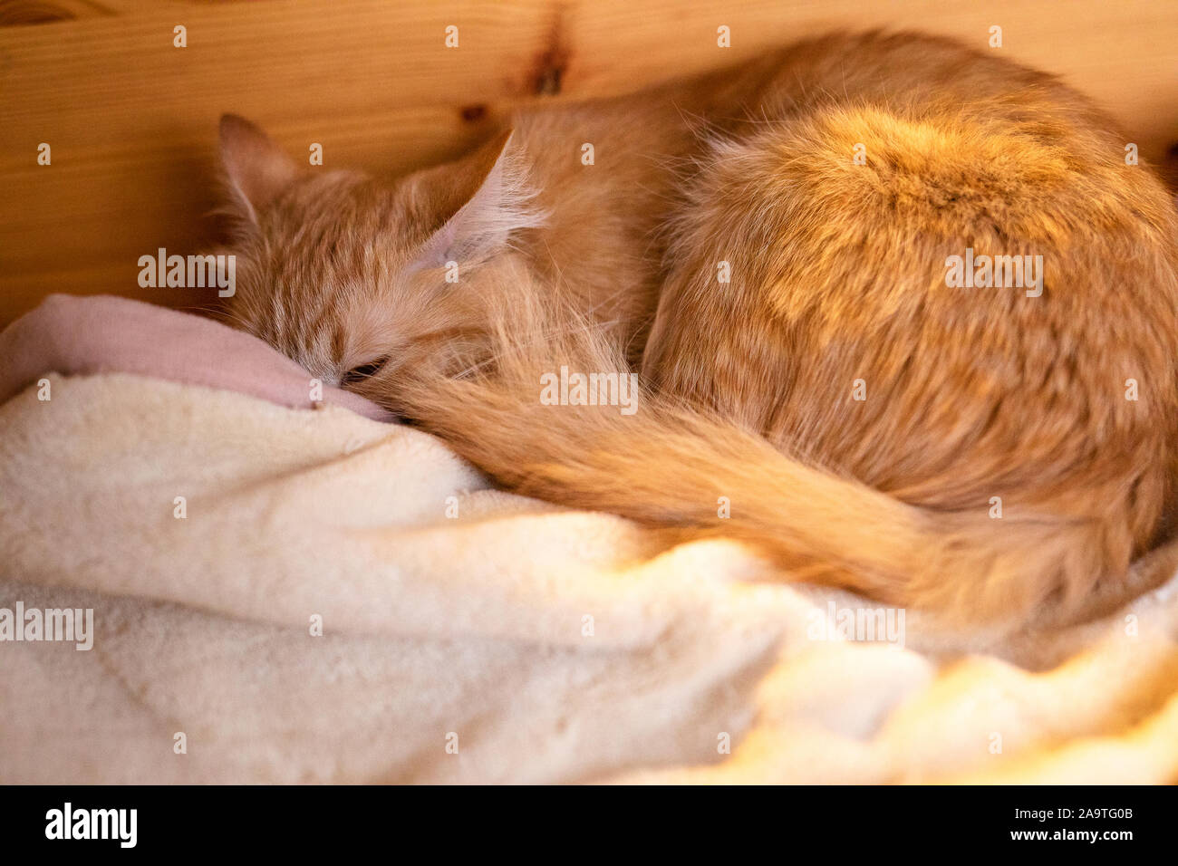 little nice ginger cat sleeping on couch Stock Photo - Alamy