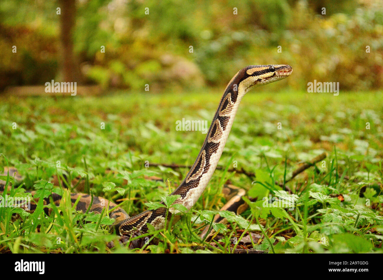Ball python in the grass; looking around Stock Photo - Alamy