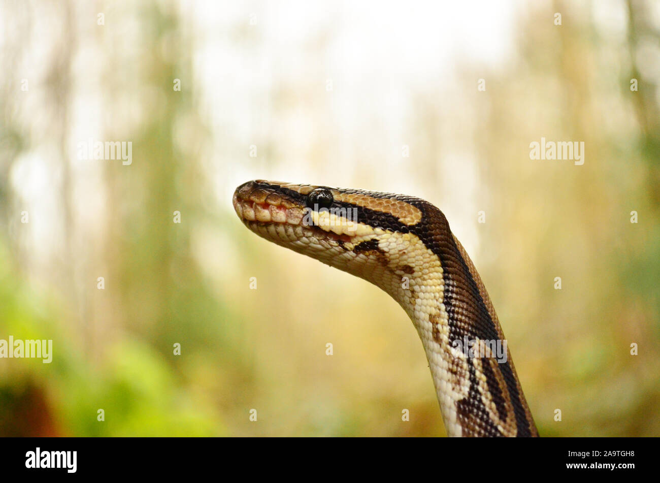 Ball python in the grass; looking around Stock Photo - Alamy