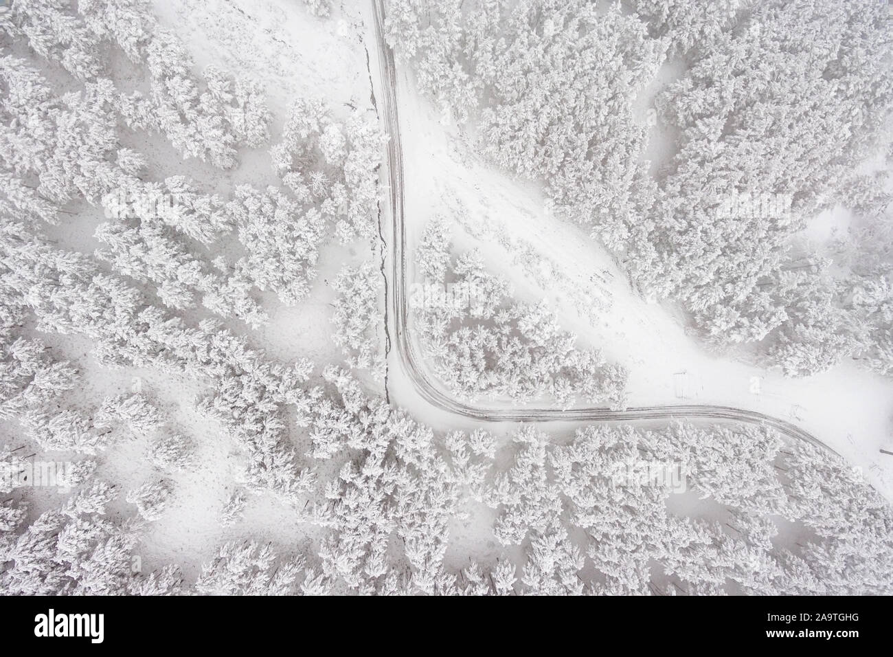 Aerial view on the road and forest at the winter time. Snowy forest ...