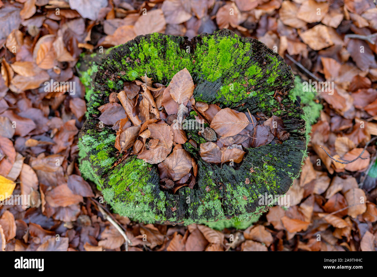 Old decayed deciduous tree trunk. Dry deciduous tree leaves in the ...