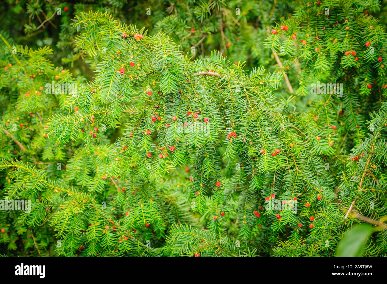 European yew Taxus baccata is a conifer native to western, central and ...