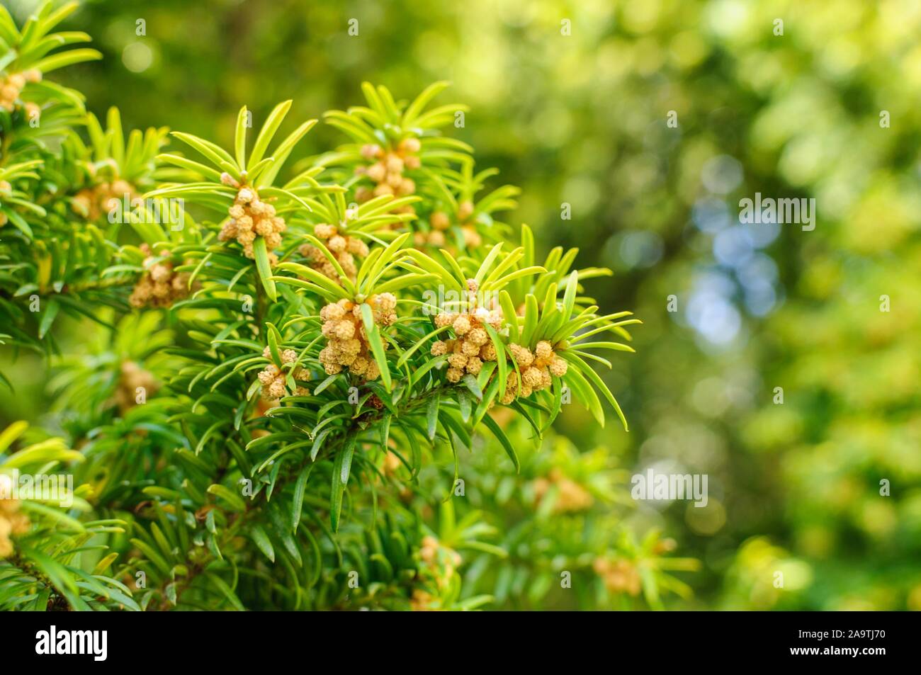 European yew Taxus baccata is a conifer native to western, central and ...