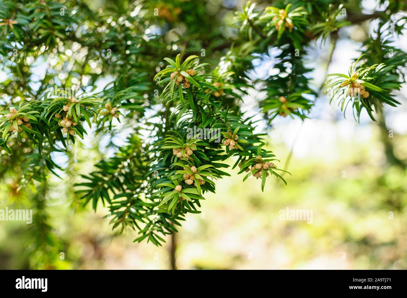 European yew Taxus baccata is a conifer native to western, central and ...