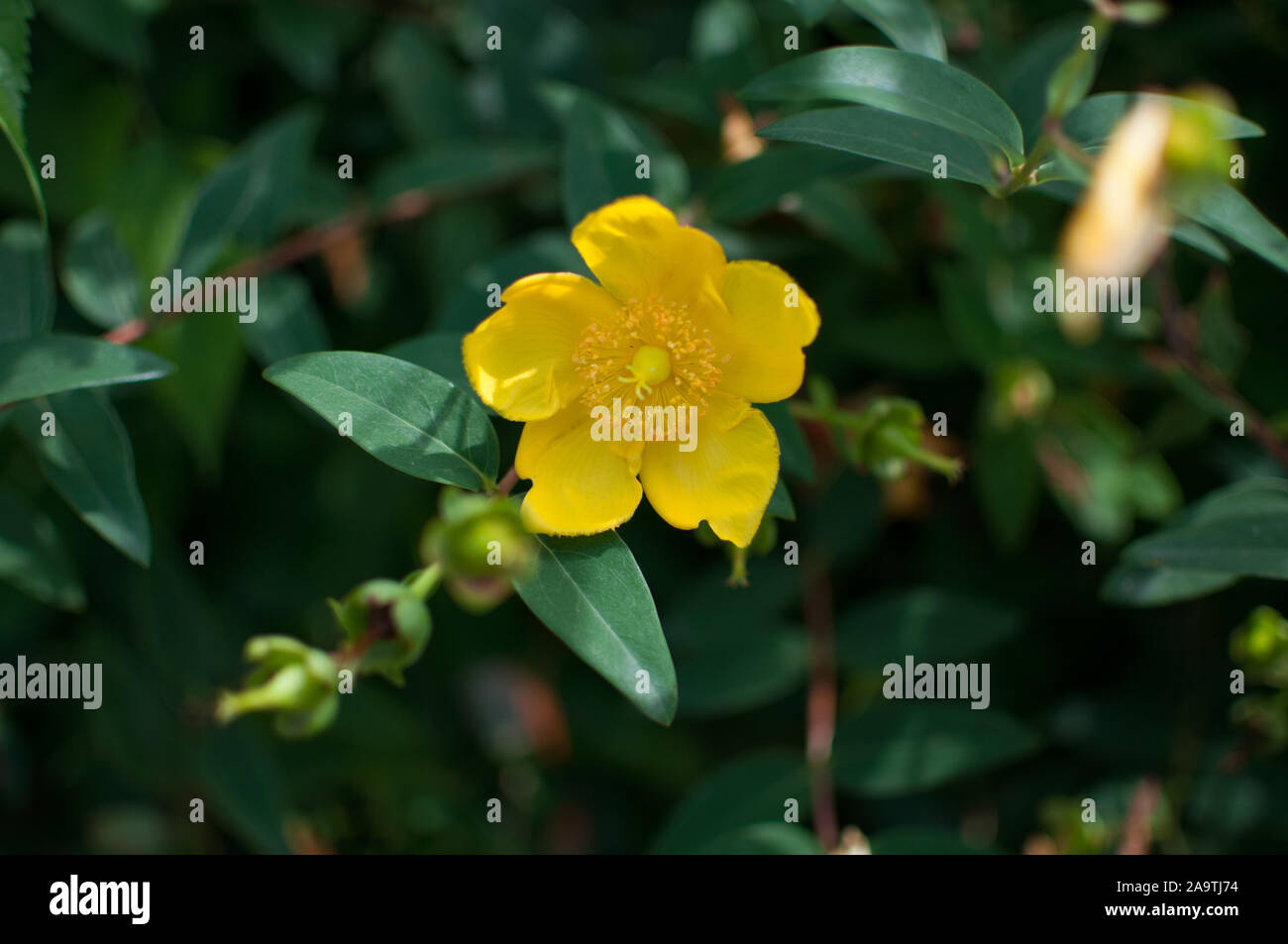 Carolina jasmine bush hi-res stock photography and images - Alamy