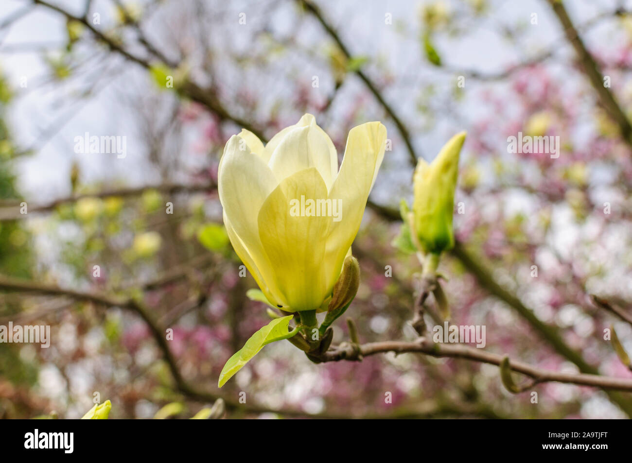 Magnolia butterflies flower hi-res stock photography and images - Alamy