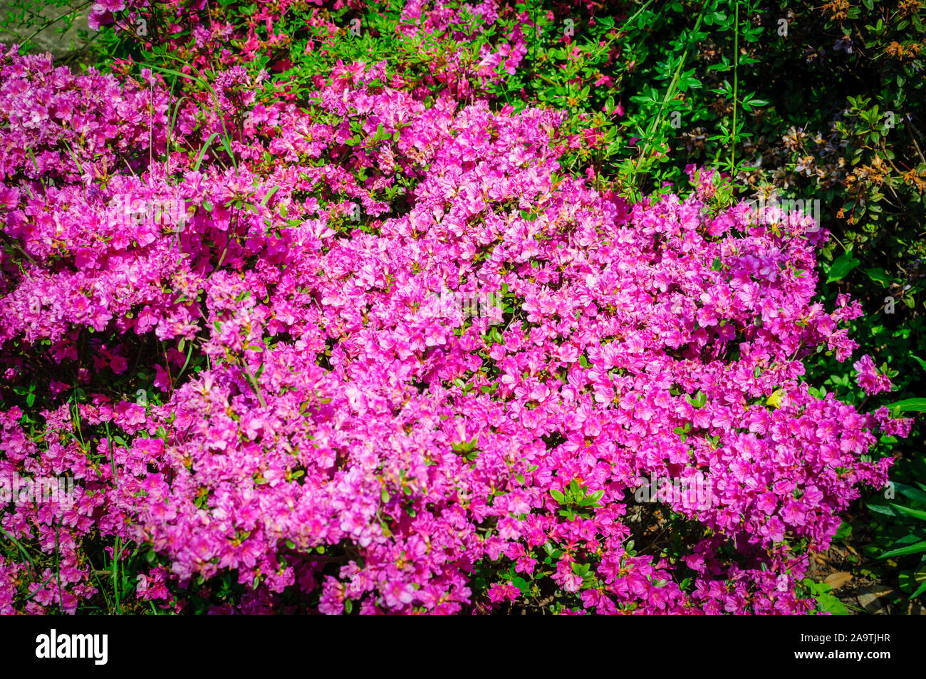 Field of bright pink rhododendrons blooming, rhododendron flowers Stock ...