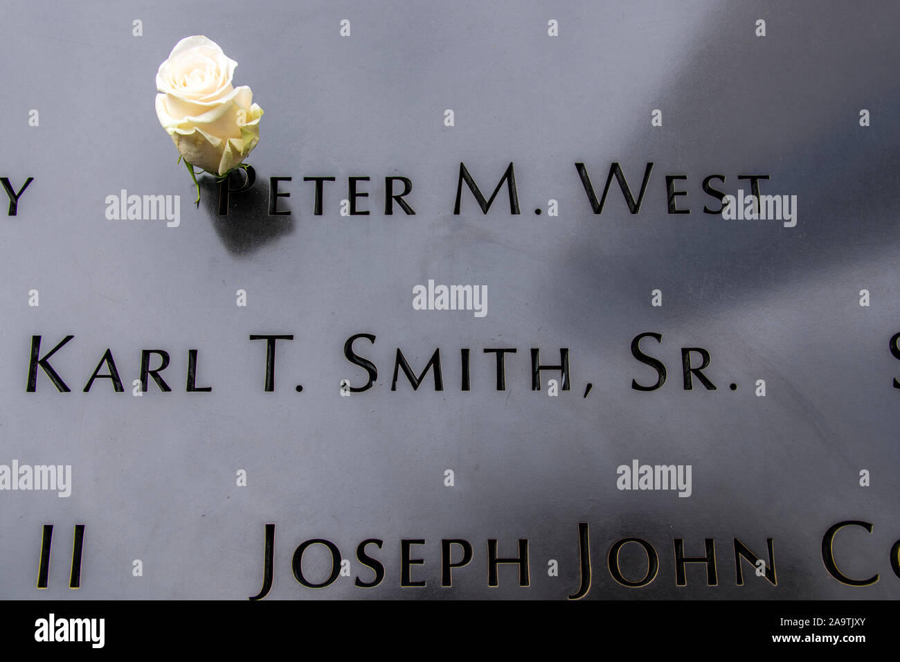 White rose left on one of the pools of the National September 11 ...