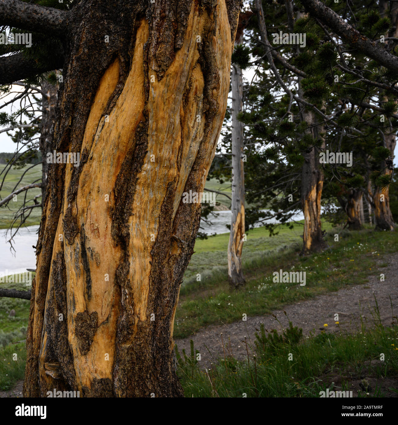 Rubbing bark hi-res stock photography and images - Alamy