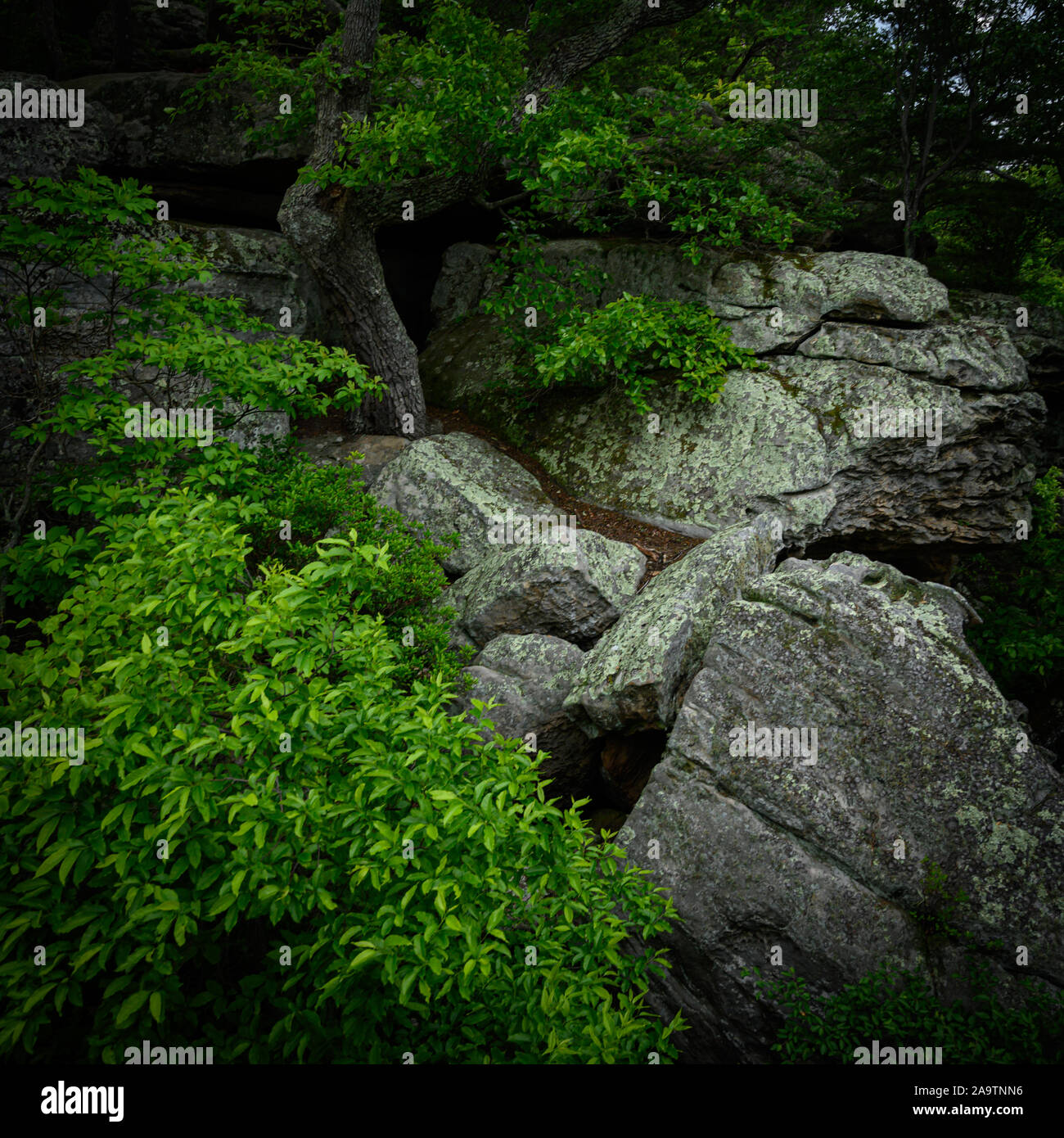 Boulder Pile and Trees on hiking trail in Kentucky Stock Photo - Alamy