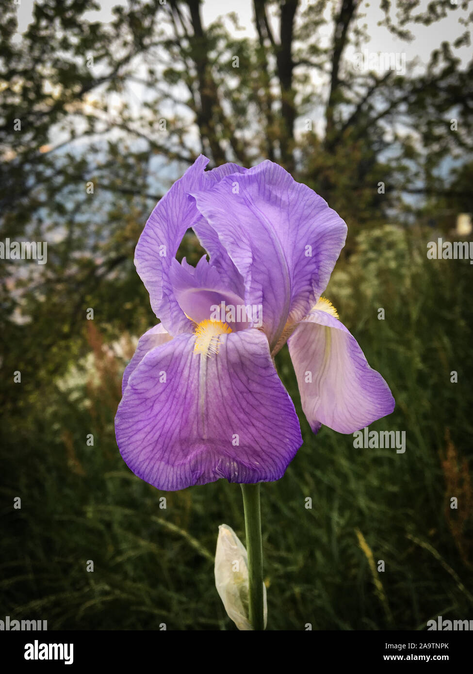 Snapdragon bud hi-res stock photography and images - Alamy