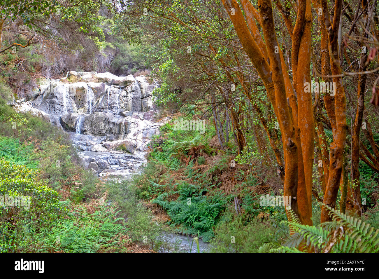 The hot-water Lakshmi Falls in Hell's Gate geothermal area Stock Photo ...