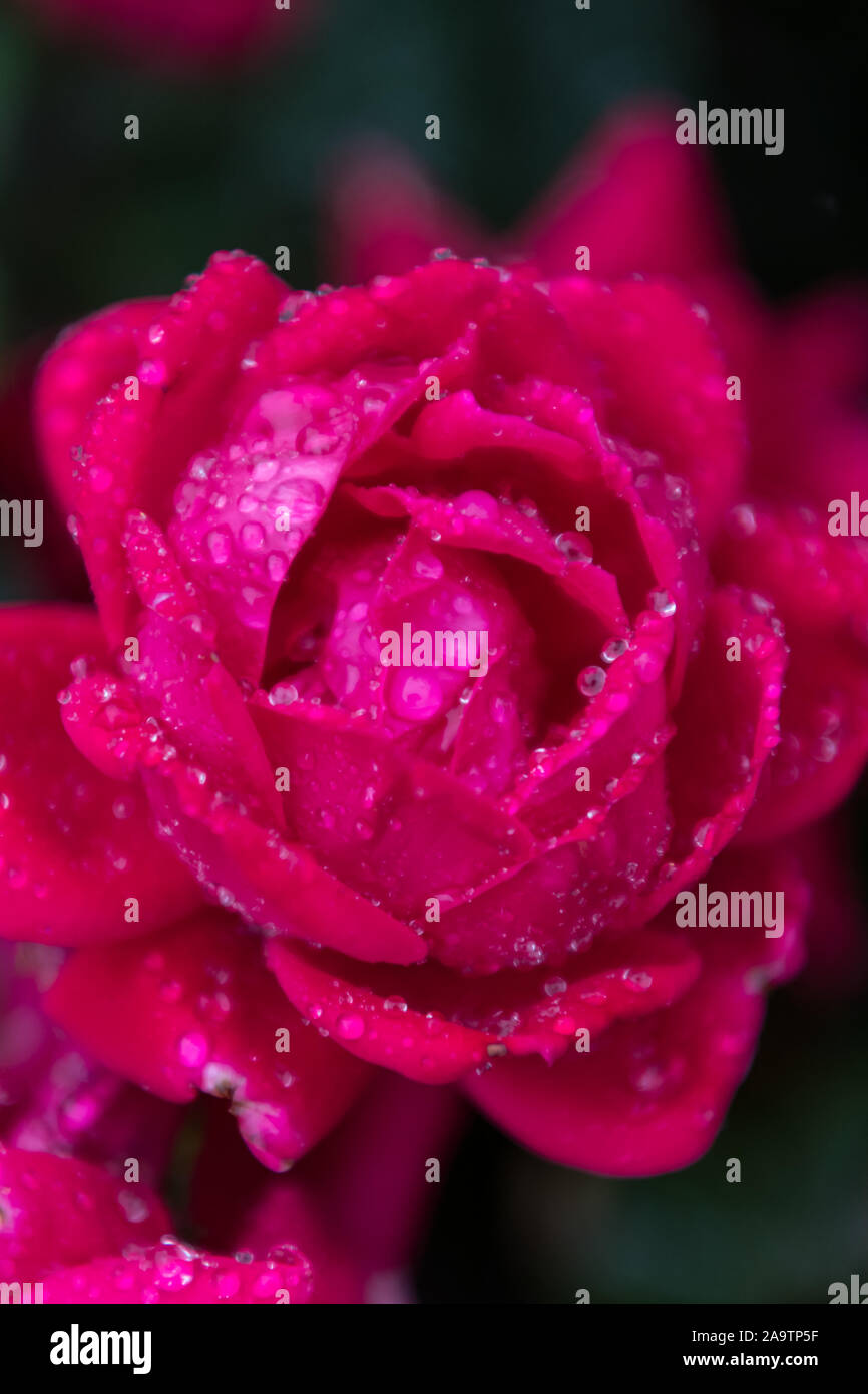 Rain vertical hi-res stock photography and images - Alamy