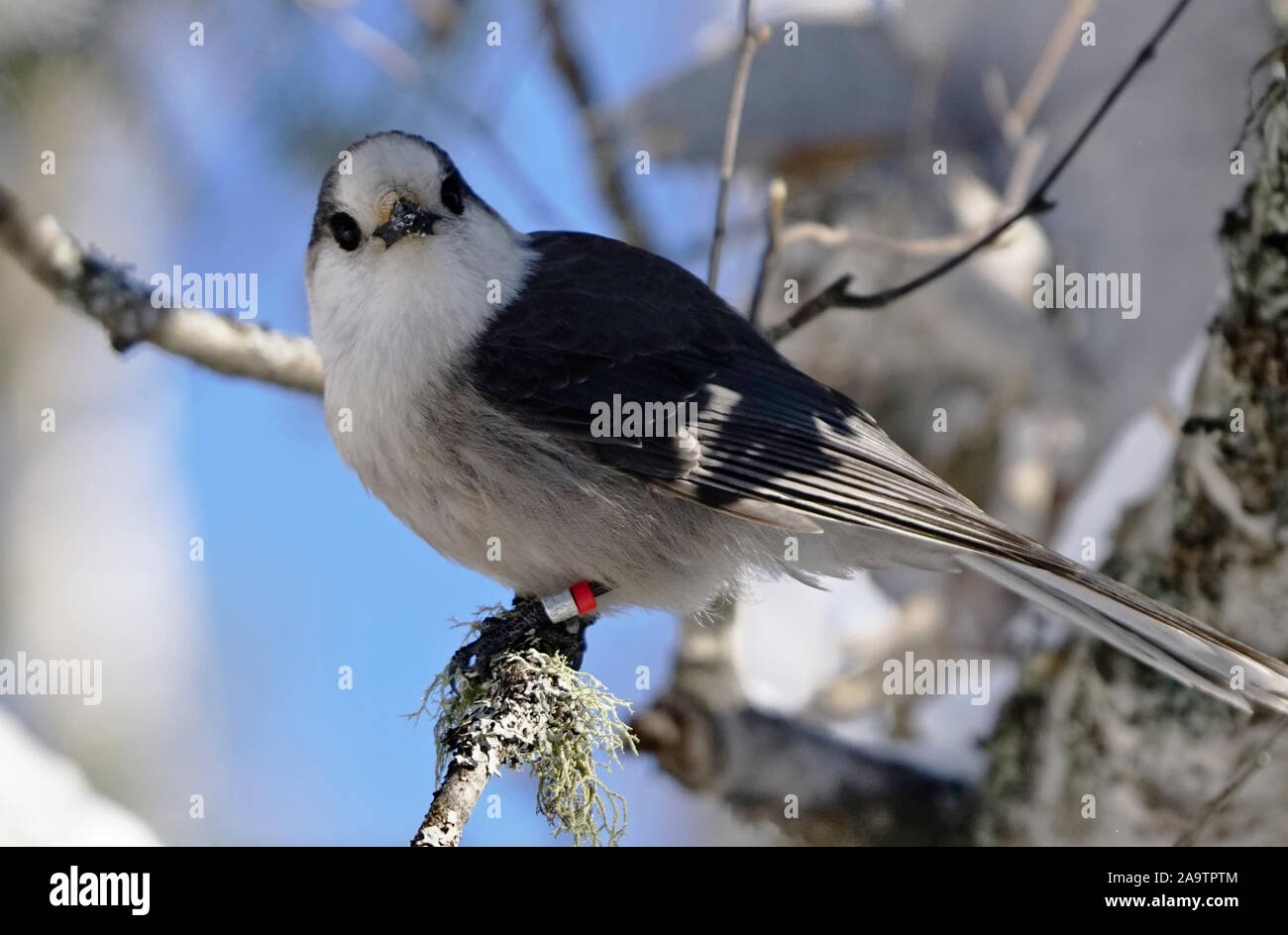 Canada Jay aka Grey Jay with leg band in Algonquin Provincial Park in ...