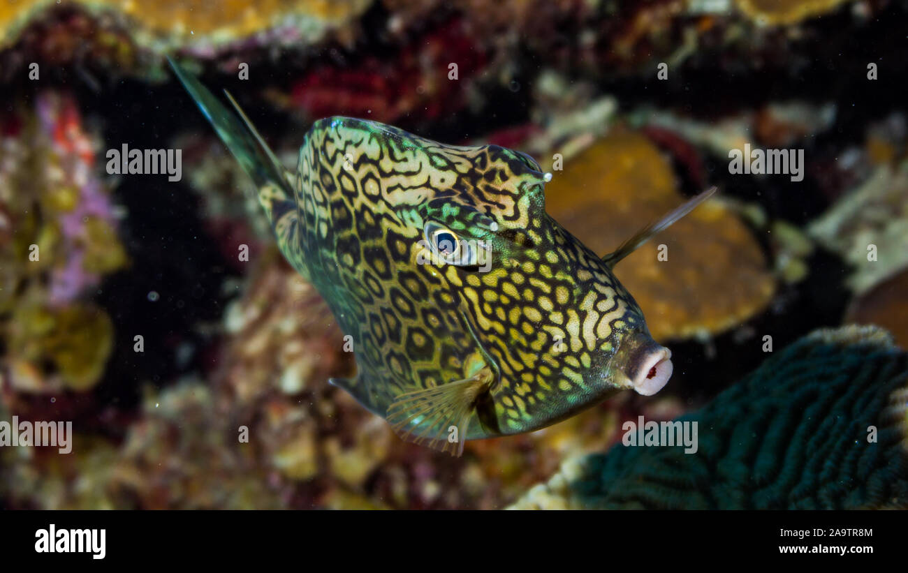 Cowfish hi-res stock photography and images - Alamy