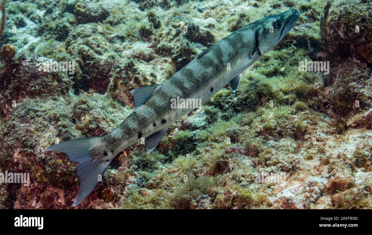 Barracuda in coral reef Stock Photo - Alamy