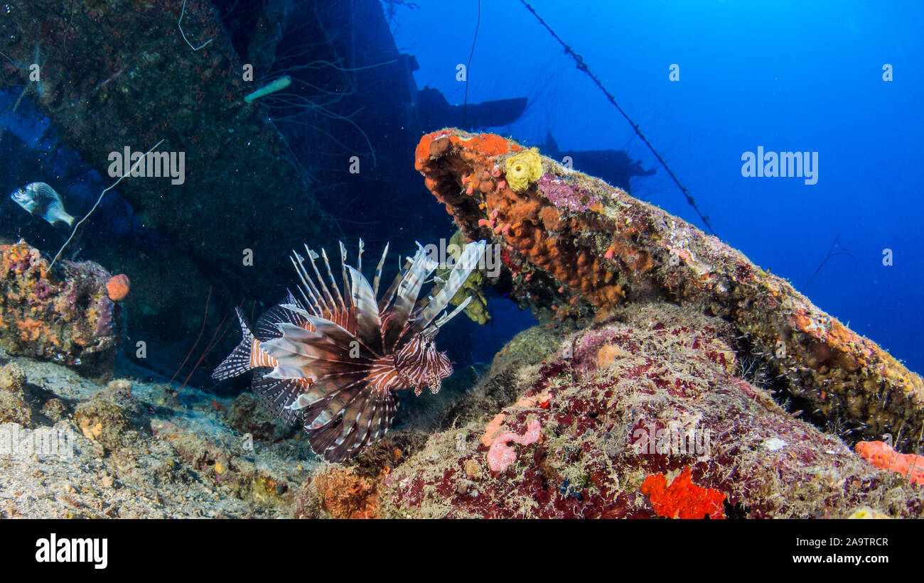 Lionfish in front of ship wreck in deep blue water Stock Photo - Alamy