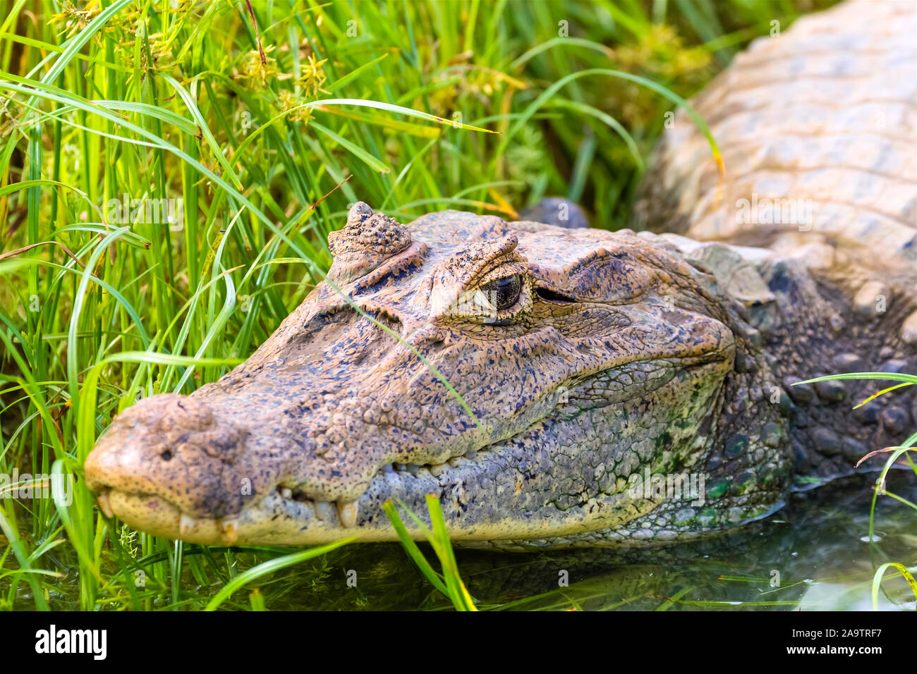 Kaimankrokodil hi-res stock photography and images - Alamy