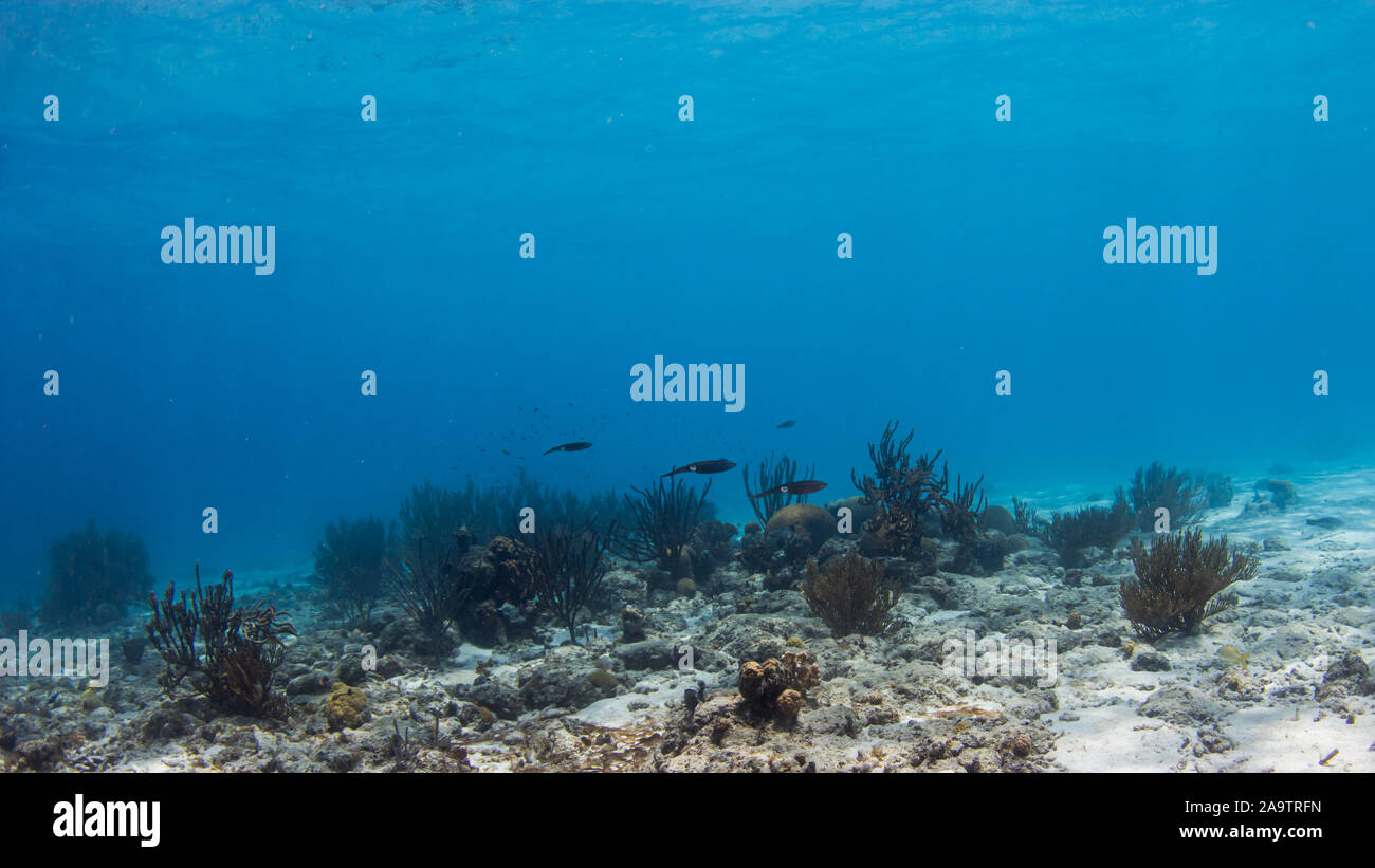 Underwater landscape with school of squid in shallow blue water Stock ...