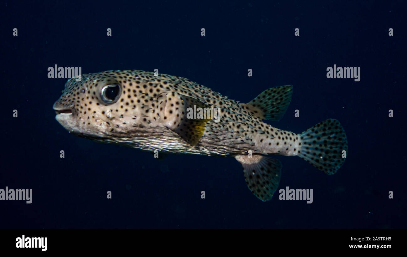 Porcupine fish in blue water Stock Photo - Alamy