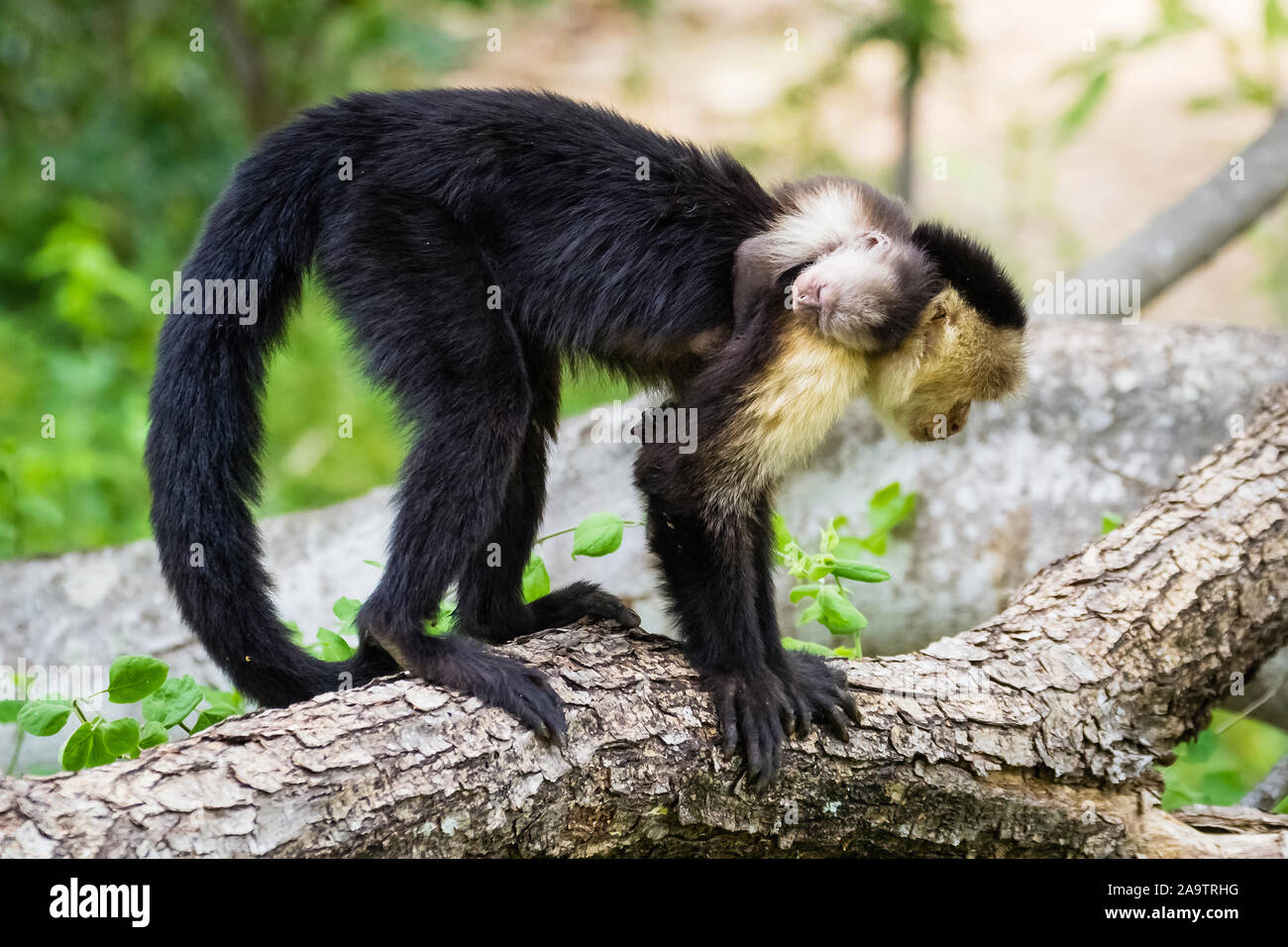 Mittelamerika, Costa Rica, Cebus capucinus, Kapuzineraffe ...