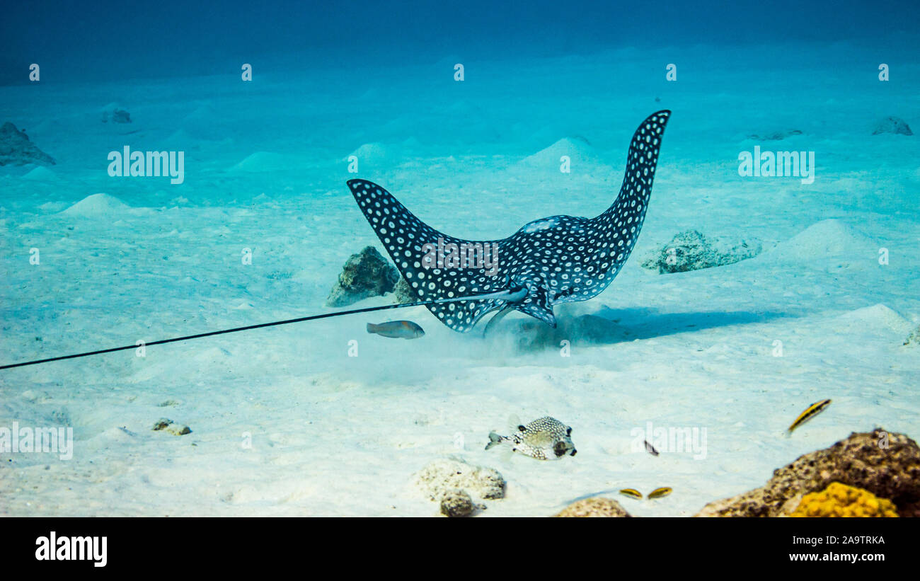 Eagle ray flying over sandy bottom in blue water Stock Photo - Alamy