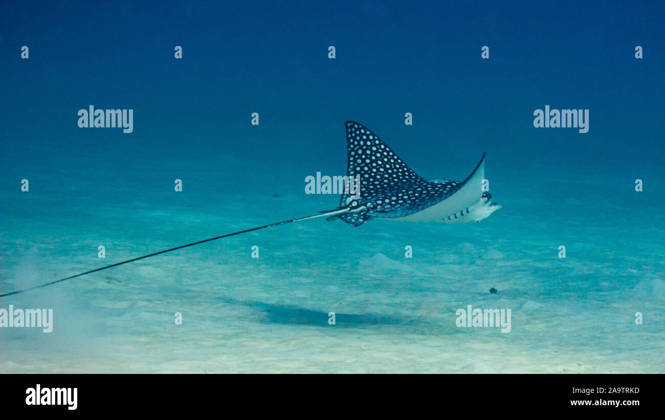 Beautiful Eagle ray flying quietly over sandy bottom in blue water on ...
