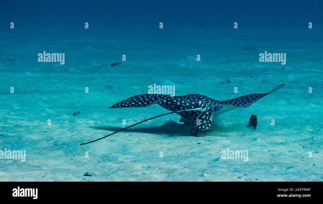 Eagle ray flying over sandy bottom in blue water Stock Photo - Alamy