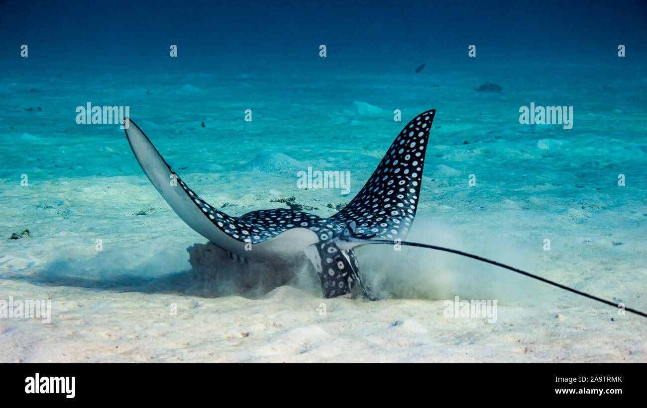 Flying fish caribbean hi-res stock photography and images - Alamy
