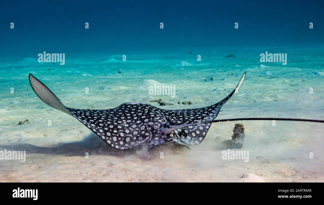 Flying fish caribbean hi-res stock photography and images - Alamy