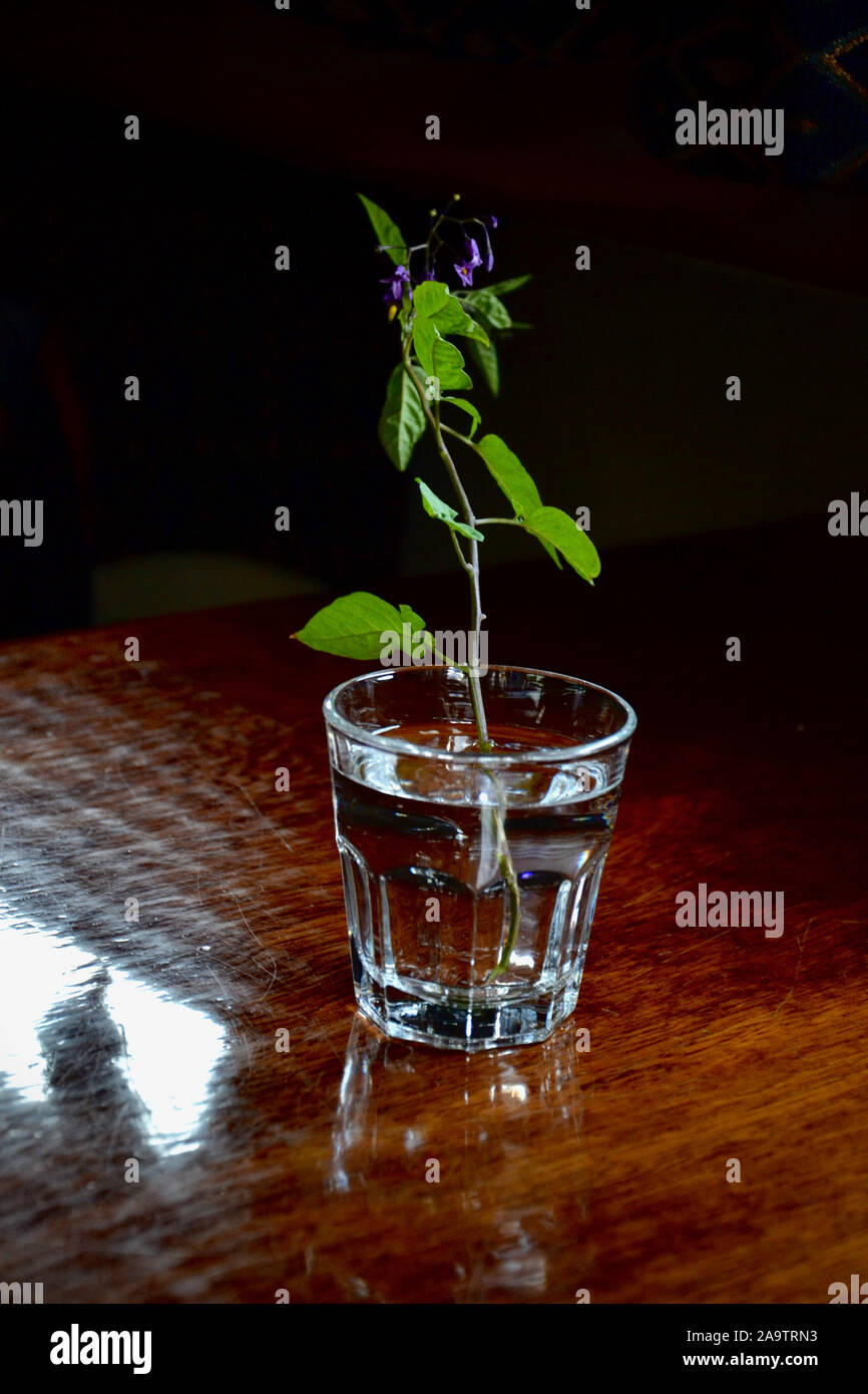 Belladonna or deadly nightshade hi-res stock photography and images - Alamy